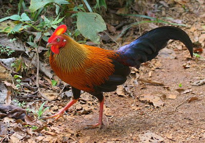 Sri Lankan Endemic Birds: Wali Kukula - The Ceylon Junglefowl (Gallus ...