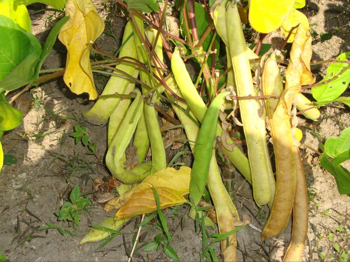 Canavalia Ensiformis In Indonesia