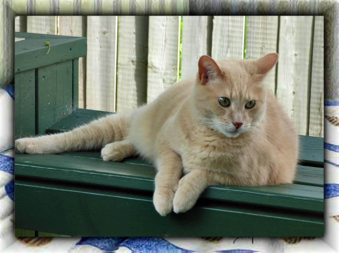 Wendy's 3-D Cats: DYLAN: COMPOSED TO DISCOMBOBULATED!