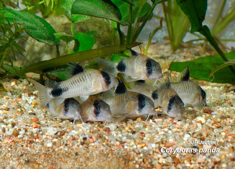 ZA FISH ACTION: Panda Cory Cat (Corydoras panda), Panda Mini dari Peru
