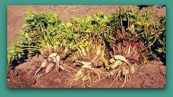 Animales y Plantas de Perú: Arracacha o Racacha - Arracacia xanthorrhiza