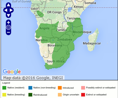 The Everyday Birder, Bird Species