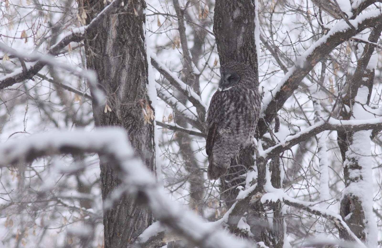 Birds in Your Backyard: Owl Prowl (Part 1)