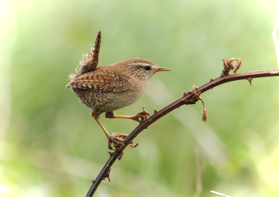 A life at the shoreline. .. by Jeff Copner : Wren family