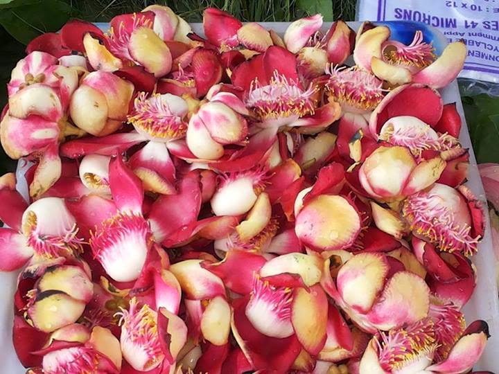 The Magic Tours Blog: The Nagapushpam in Mylapore, Chennai