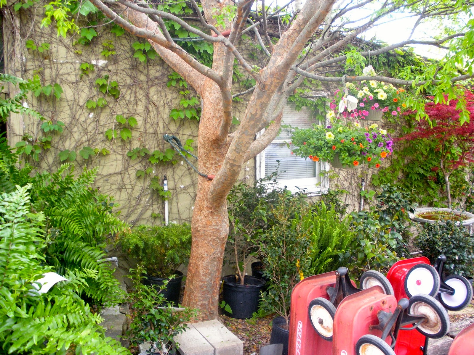 Memphis Trees: A walk in the Greentrees neighborhood to Holmes Park and ...