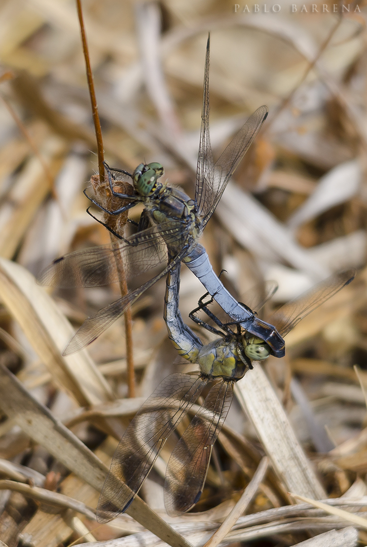 Naturaleza y ornitología: Orthetrum cancellatum