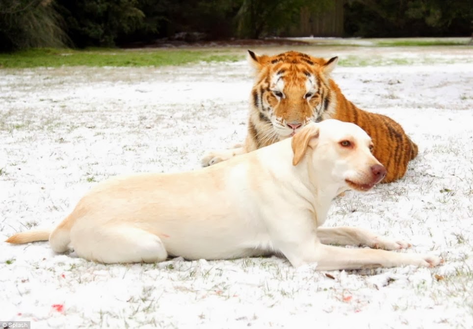 White Wolf : Buda the labrador retriever has fun in the snow with his ...
