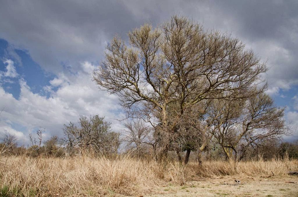 PLANTAS MEDICINALES A TU SALUD: CHAÑAR