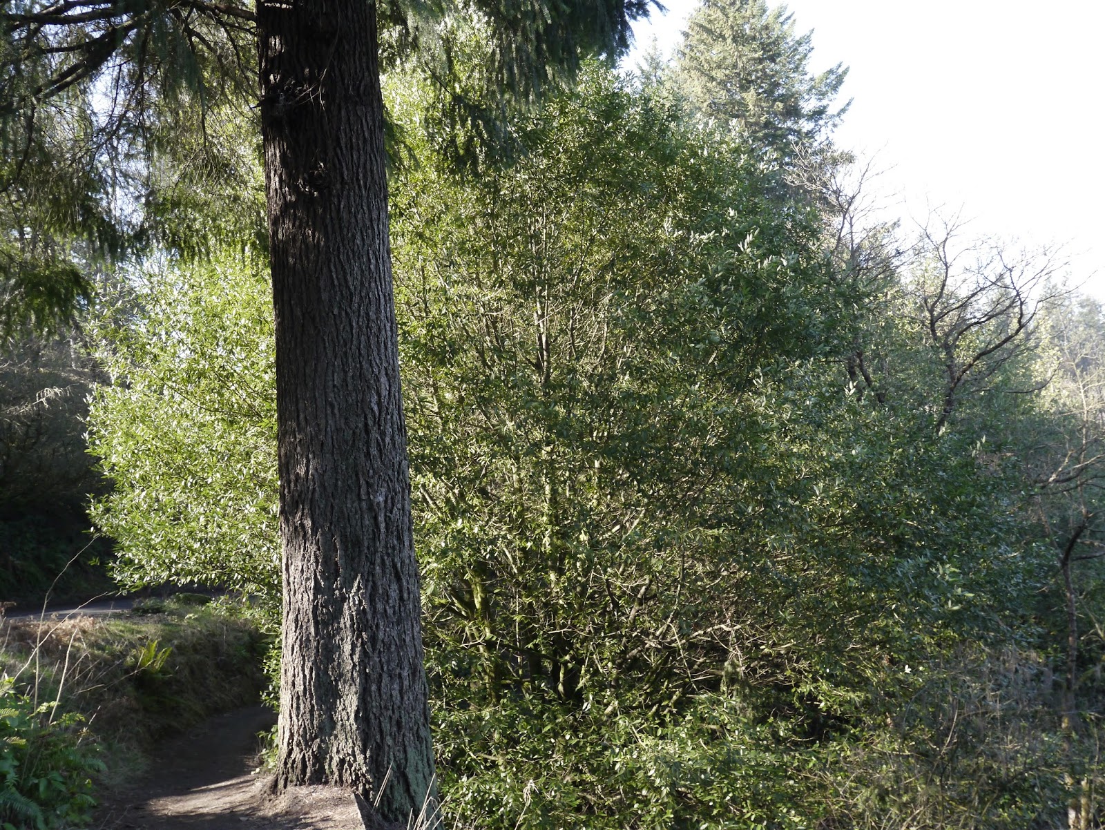 The Hoyt, Part II: Oregon myrtles and the winter garden