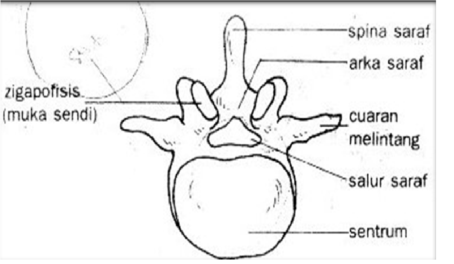 NOTA-NOTA PISMP PJ: Tulang rangka