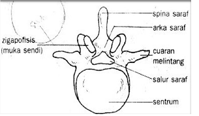 NOTA-NOTA PISMP PJ: Tulang rangka