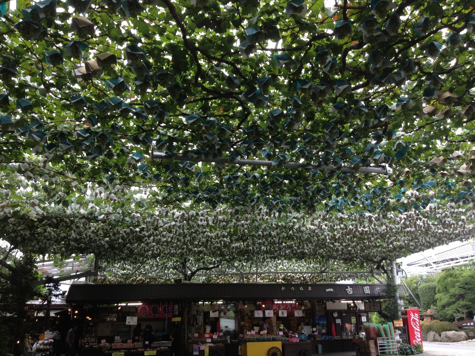 My Longest Story, Short. : Katsunuma Grape Farm in Yamanashi Prefecture