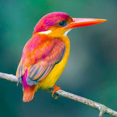Burung Cantik: Burung Udang Api.