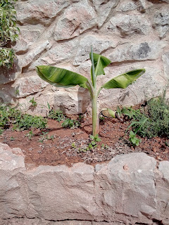 Todo sobre mi Huerto: El Platanero
