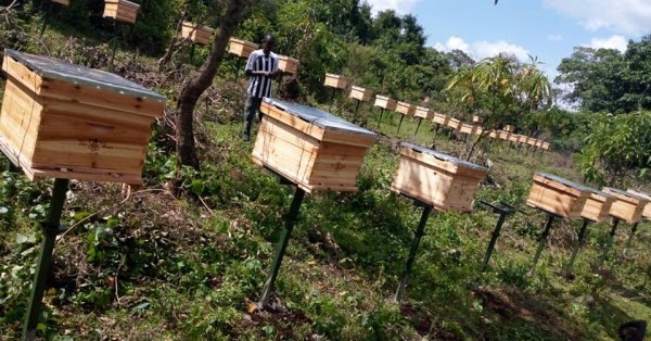 FAIDA ZA UFUGAJI WA NYUKI - FIRST GRAPHICS