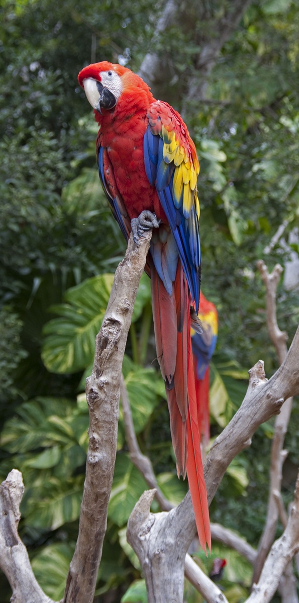 QQ Wallpapers: Scarlet Macaw Wallpaper