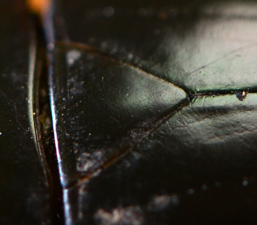 Ohio Birds and Biodiversity: Giant Black Water Beetle