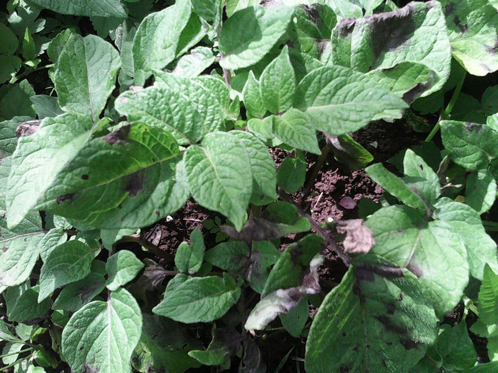 Enviar por correo electrónico Escribe un blog Compartir con Twitter ...