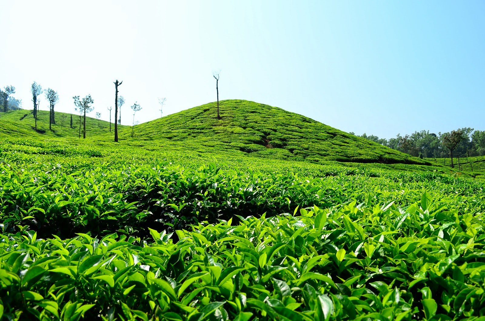 Sharath Hassan A Travelling Photographer: Samse Tea Estate near ...
