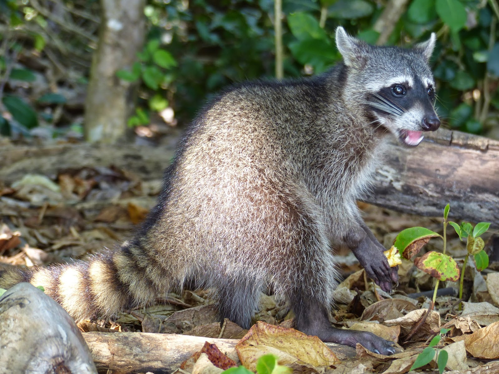 Espacio dedicado a la naturaleza: Mapache Cangrejero (Procyon cancrivorus)