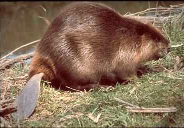 Mamíferos y marsupiales mammals of the earth: Castor americano (Castor ...