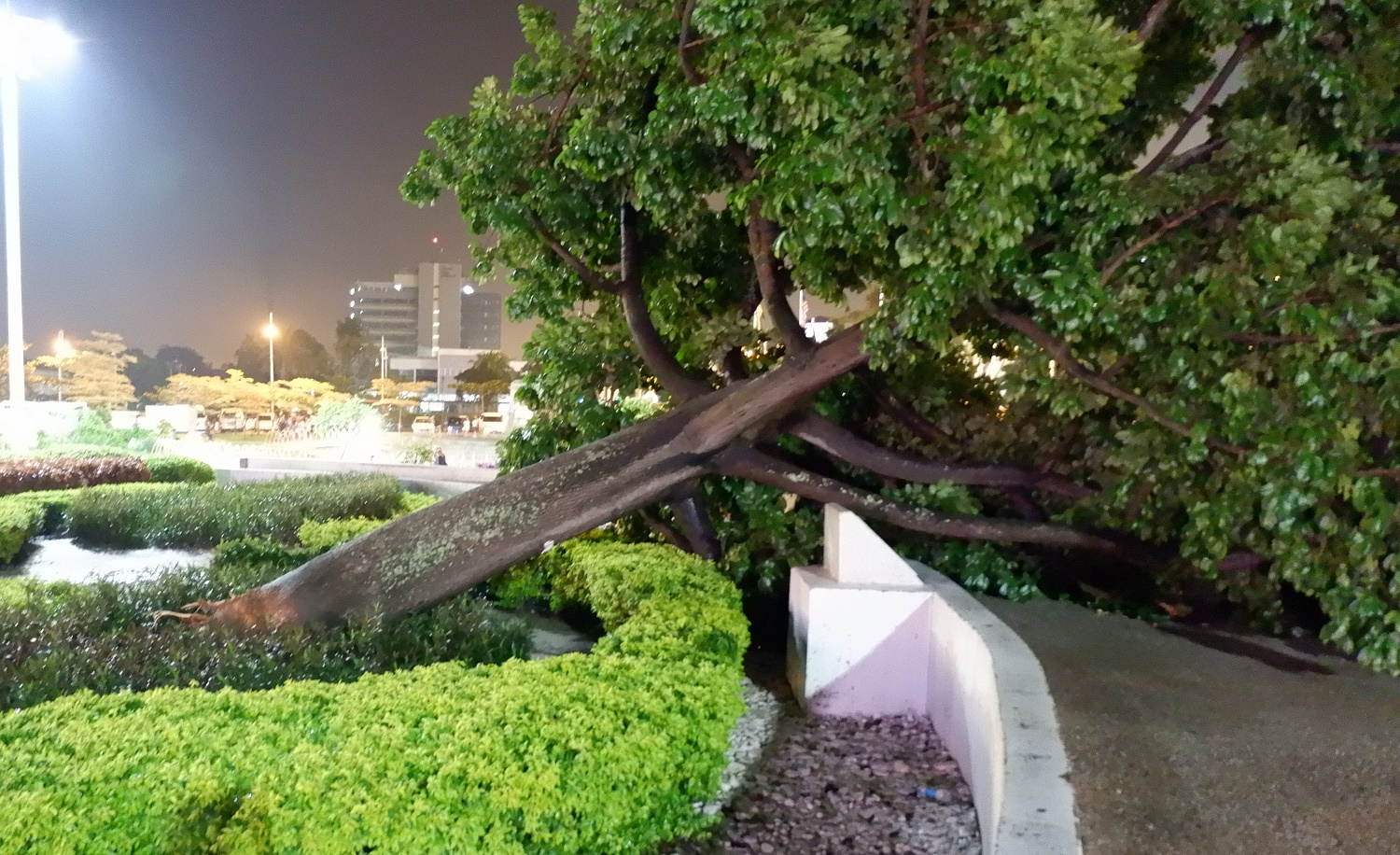 KINTA CHRONICLES: The Passing of an Icon: The Ipoh Tree