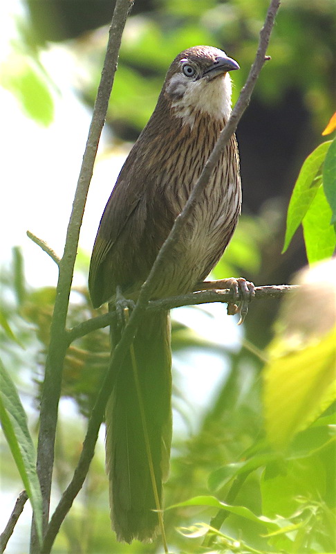 Birdernaturalist: A Weekend in Pokhara, Nepal