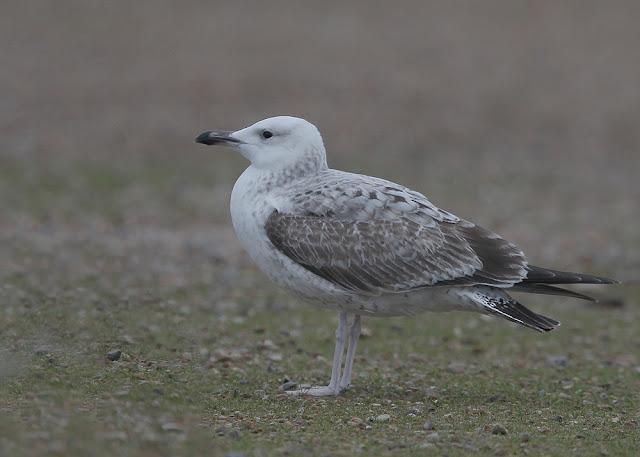 Richard Smith - Birdwatching Days Out: CASPIAN GULL, 1st winter x 3 ...