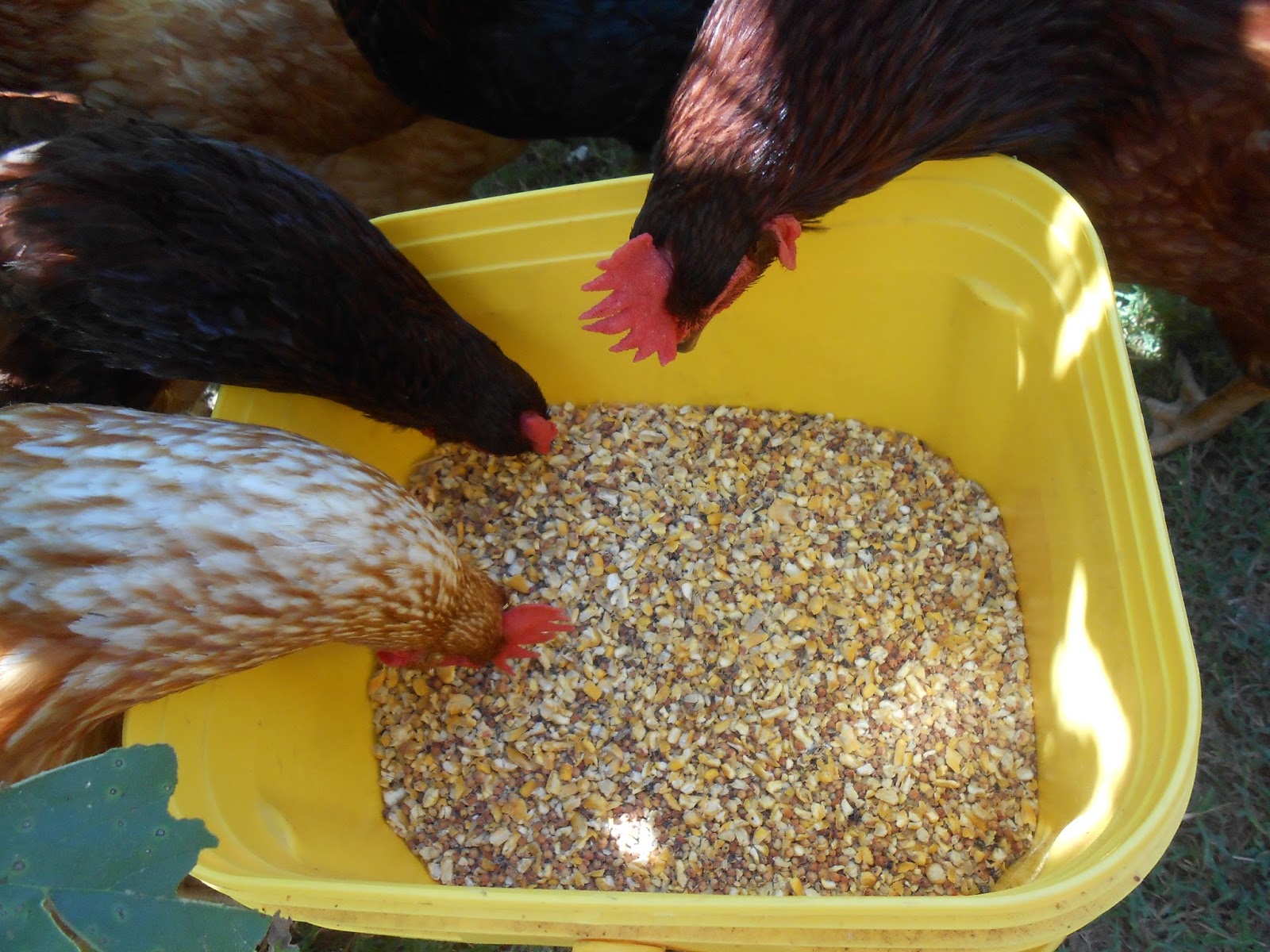 Windy Acres Diary: Chicken Feed
