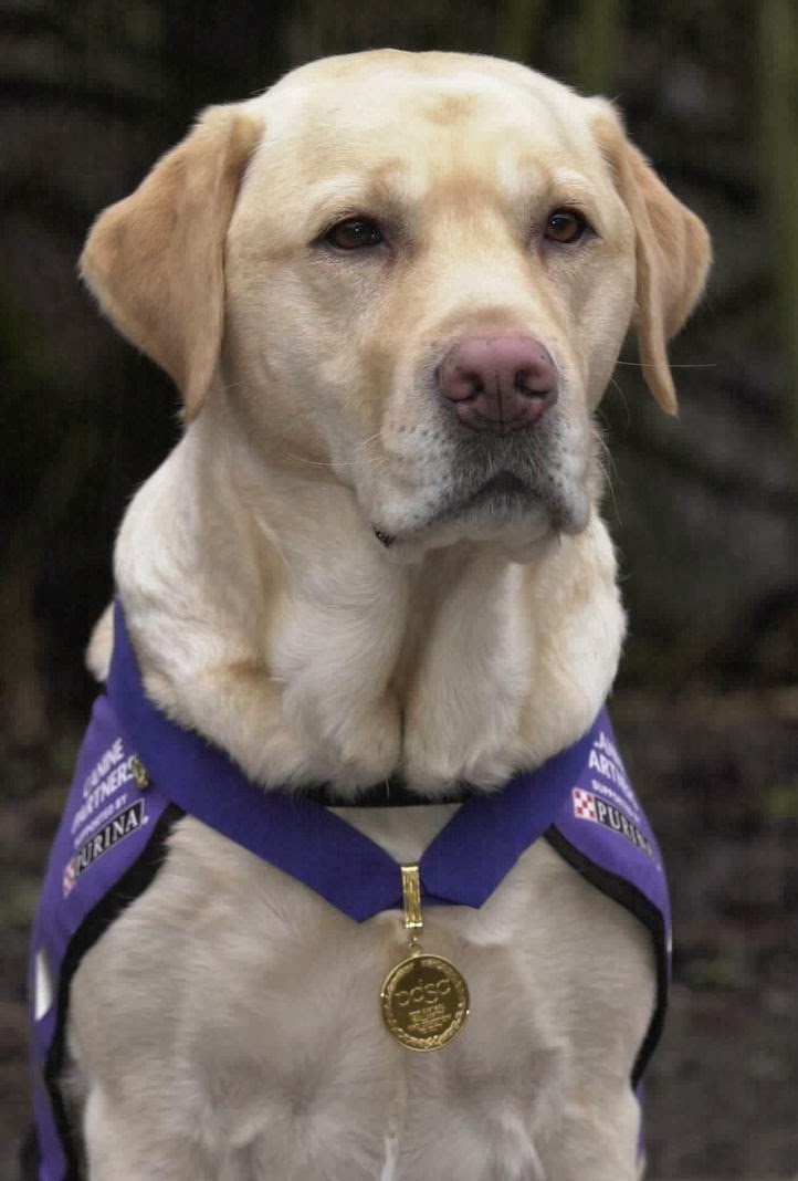 Graafix!: Labrador Retriever