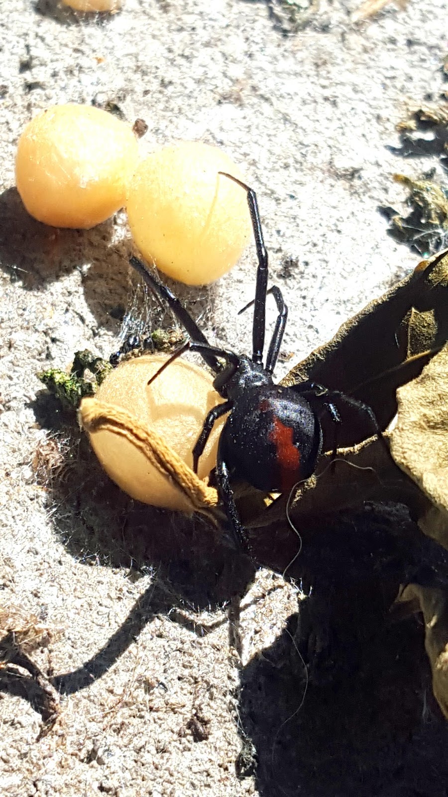 why do people hate insects?