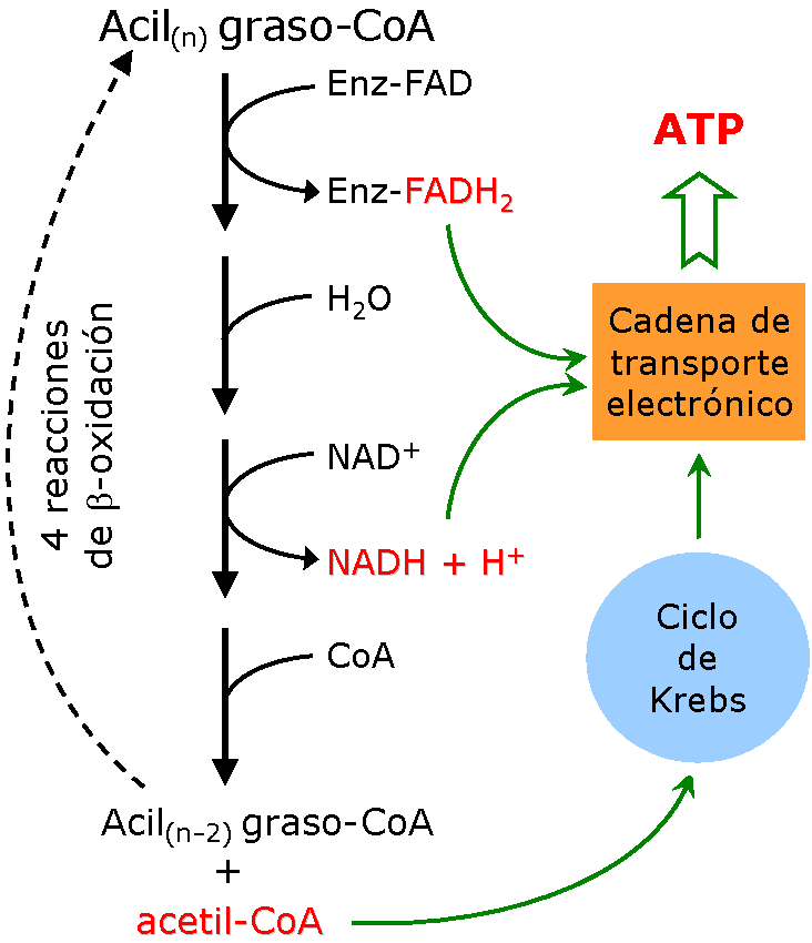 Ciencias en el CIC: 2º BACHILLERATO BIOLOGÍA: TEMA 13 CATABOLISMO