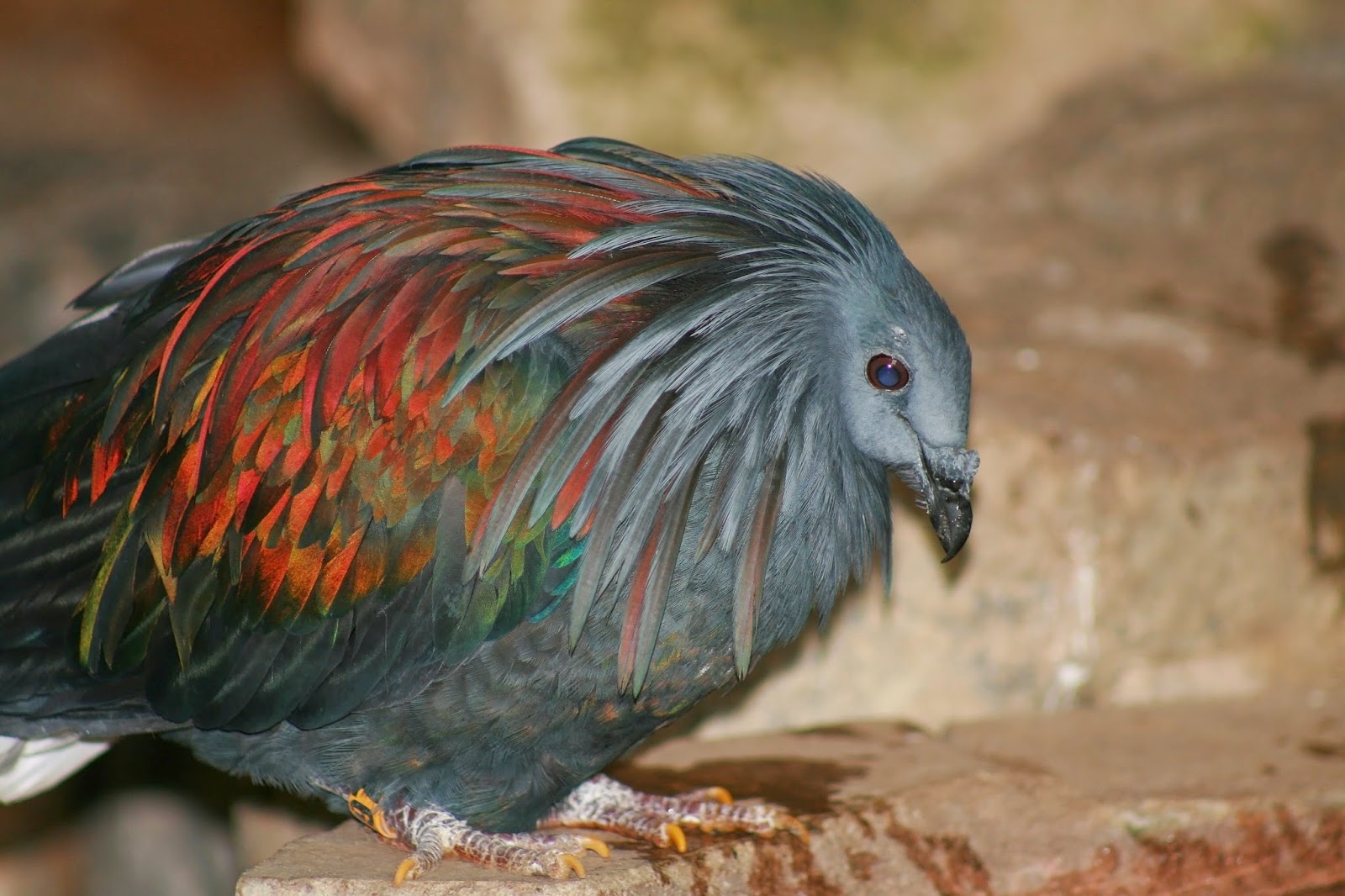 NICOBAR PIGEON photos - wallpapers | the fun bank