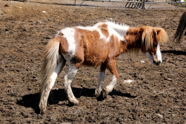 Red Lake Rosie's Rescue: Miniature horses