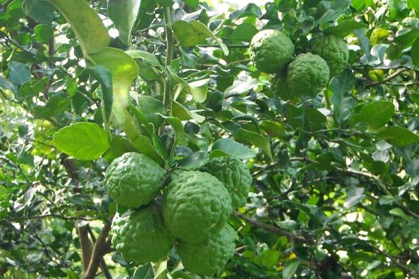 Green Life: ក្រូចសើច - Citrus hystrix - Kaffir Lime