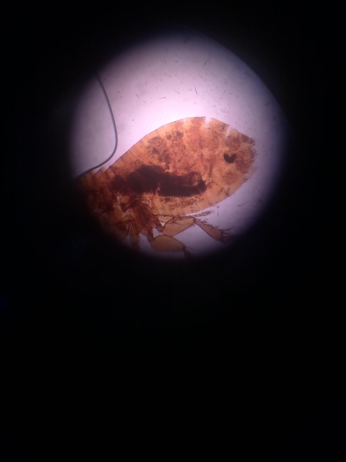 Manfaat bagi yang membaca: Identifikasi pinjal