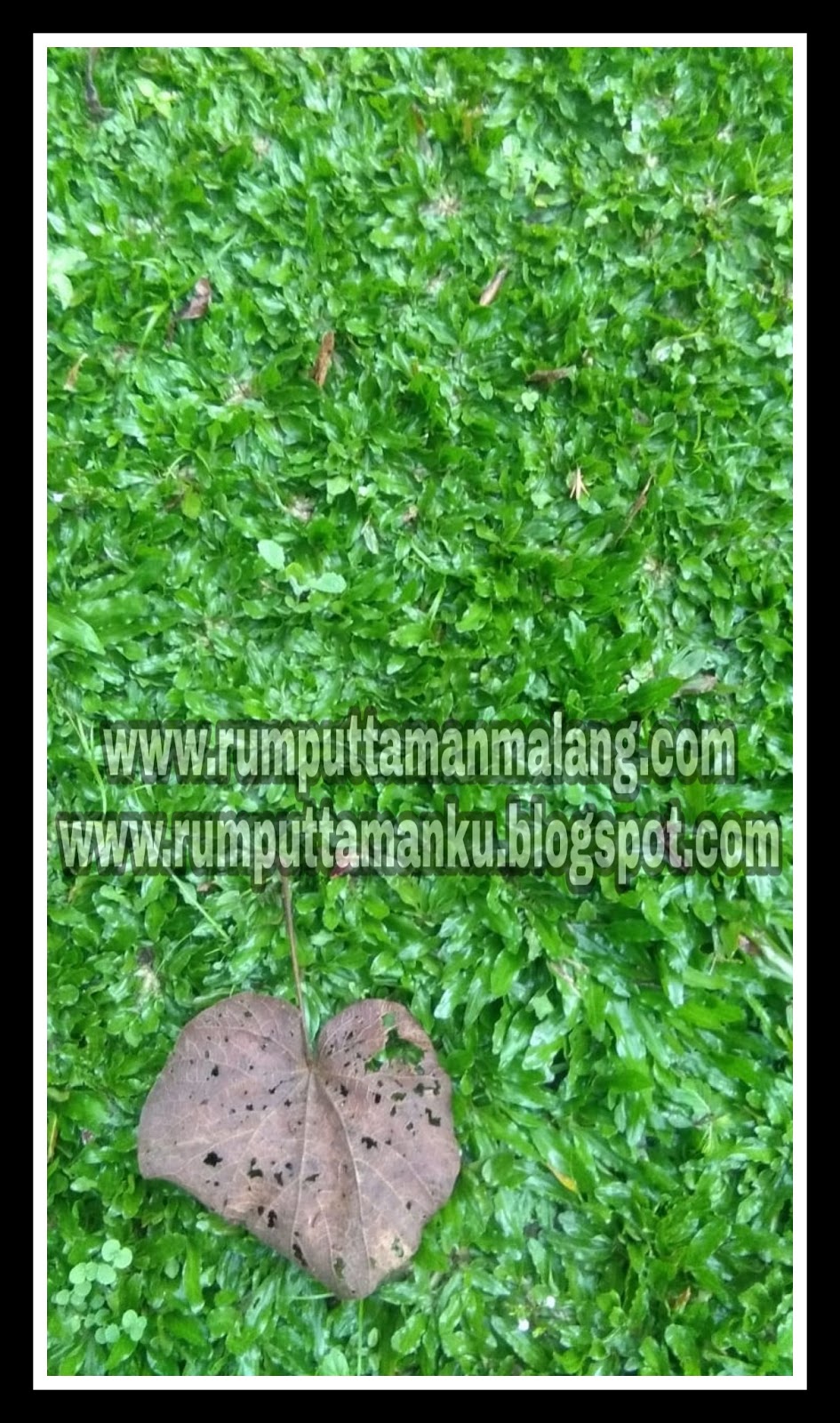 RUMPUT GAJAH MINI - Rumput Taman Malang