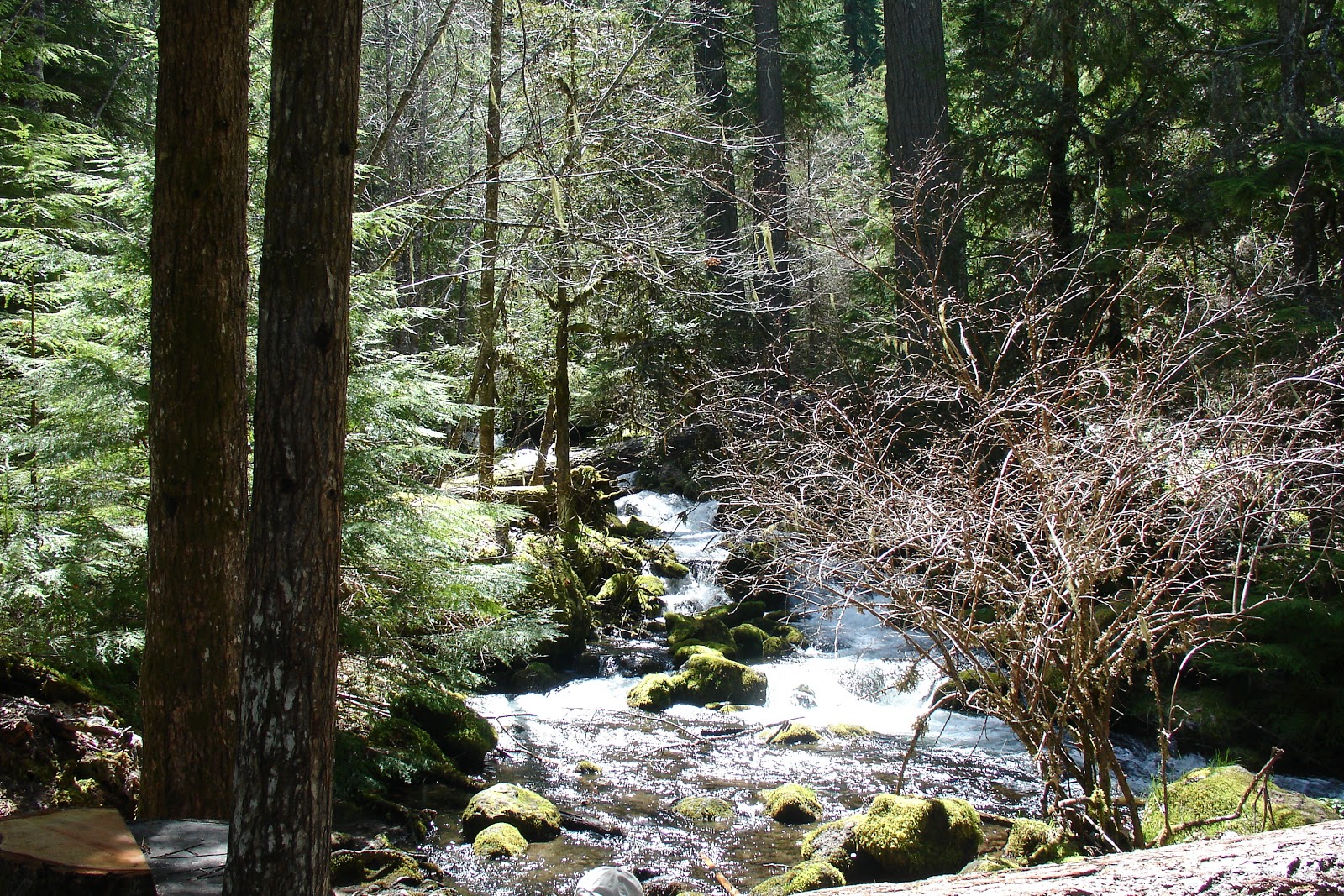 TRAVELS OF OREANA THE GREYHOUND: REDWOOD FOREST AND THE OREGON COAST.