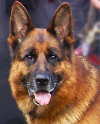 Ultimate German Shepherd Guide - Puppies Behavior Study, Raising ...