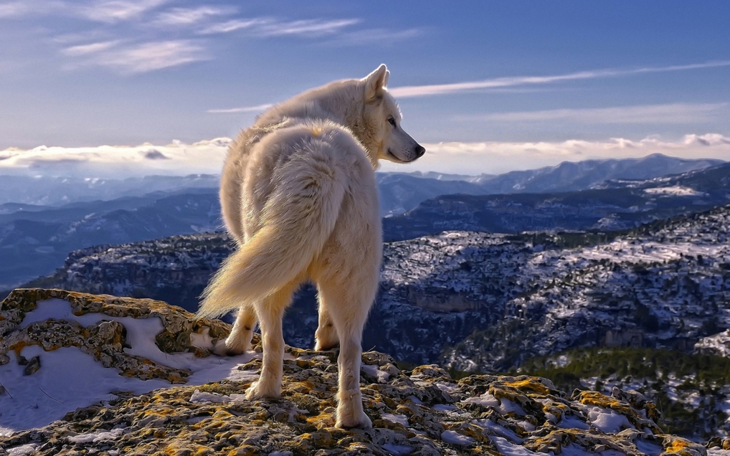 Augureye Express: My Life with Alaskan Wolves