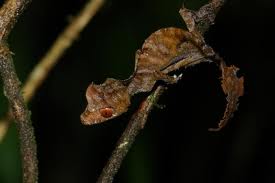 6 Hewan Yang Mempunyai Kamuflase Sempurna Seperti Daun | Paling Seru