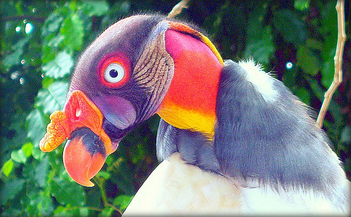 FAUNA DE VENEZUELA: Zamuro Rey (Sarcoramphus papa)