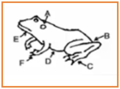 SOAL VERTEBRATA - Biology Page