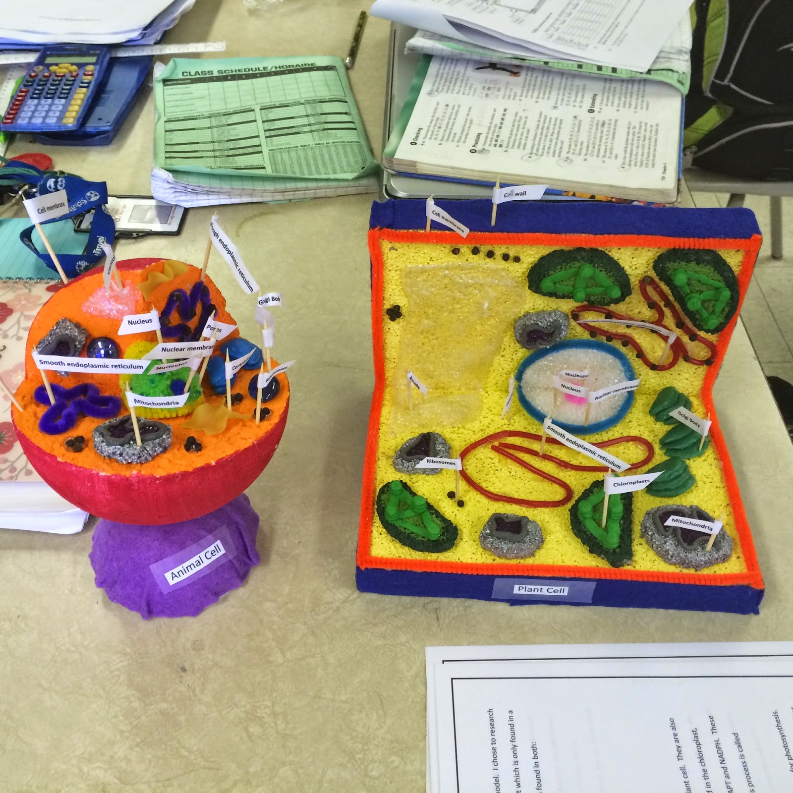 Our Lady of Peace F/I Intermediate Classrooms: Grade 8 science 3D cell ...