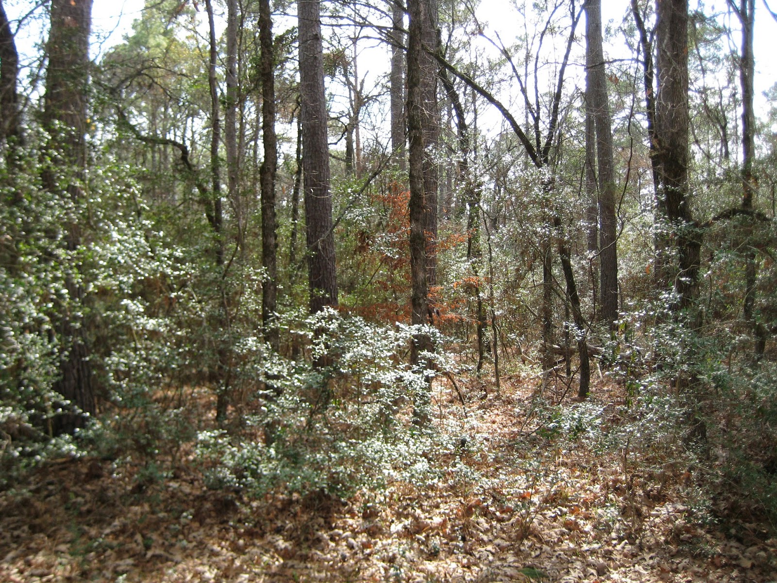 Texas Thru My Back Door: The Ghost of Bragg Road - Saratoga Lights