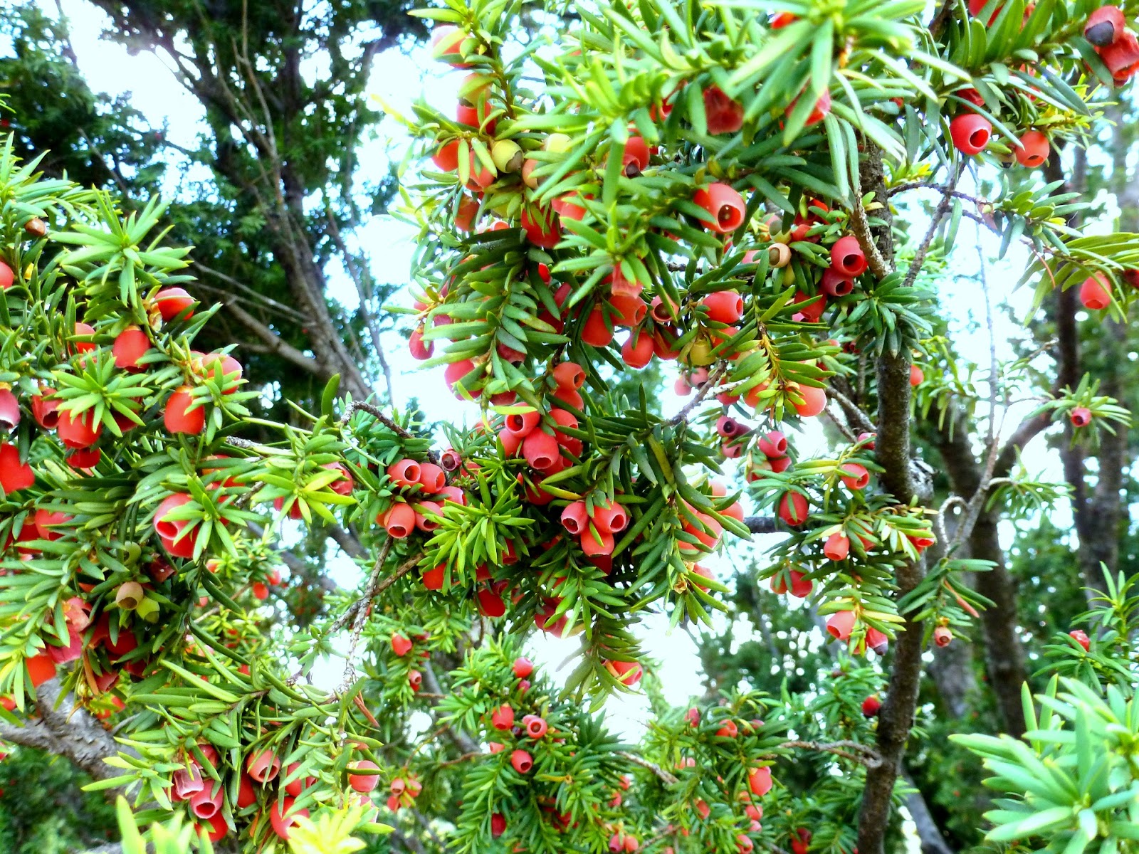 Árboles con alma: Tejo. Teix. (Taxus baccata)