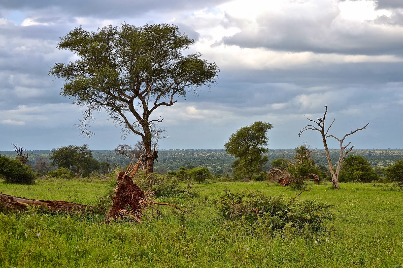 Strategies for Stewards: from woods to prairies : Prairie and Veldt ...