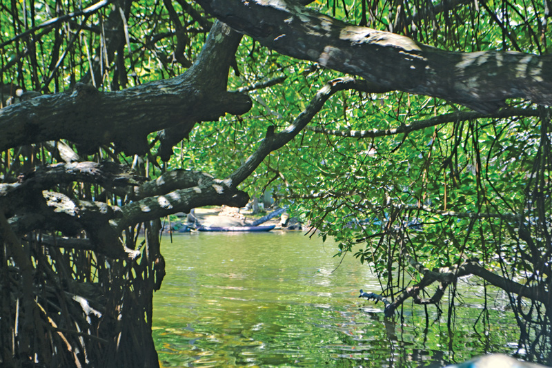 Kottawa Conservation Fores