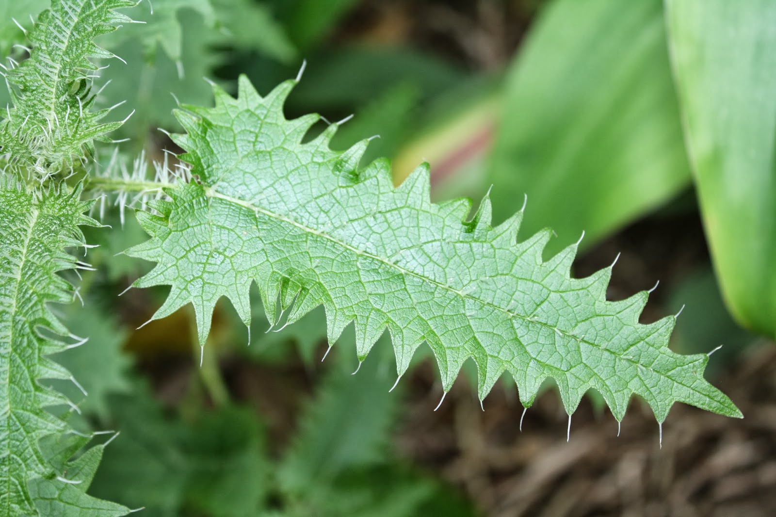 Dunedin Botanic Garden- Craig Huggan: ¡Ongaonga!